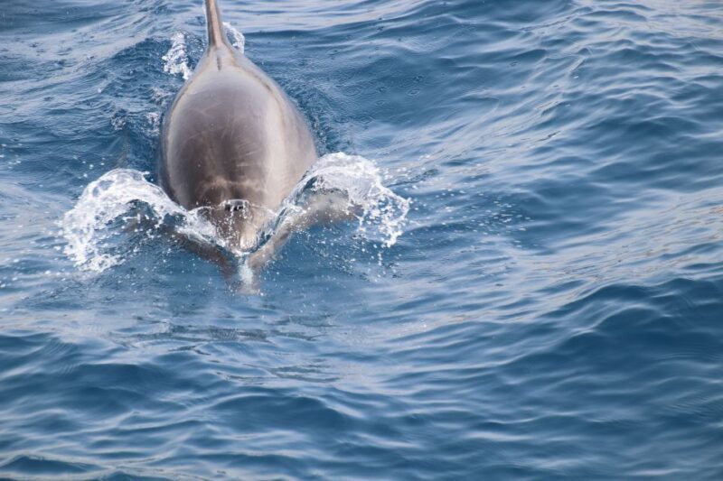 Tenerife:Respectful Whale Watching, Pirate Ship, & Swim - What You Can Expect from This Tenerife Whale Watching Tour