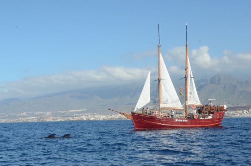 Tenerife:Respectful Whale Watching, Pirate Ship, & Swim - FAQs About the Tenerife Whale Watching & Swim Tour