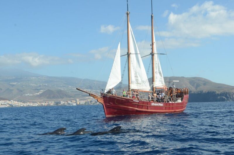 Tenerife:Respectful Whale Watching, Pirate Ship, & Swim - Final Call