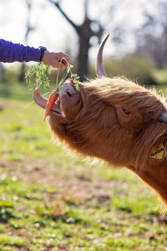 Tennessee: Fluffy Highland Cow Experience + Gelato & Coffee - Authenticity and Value