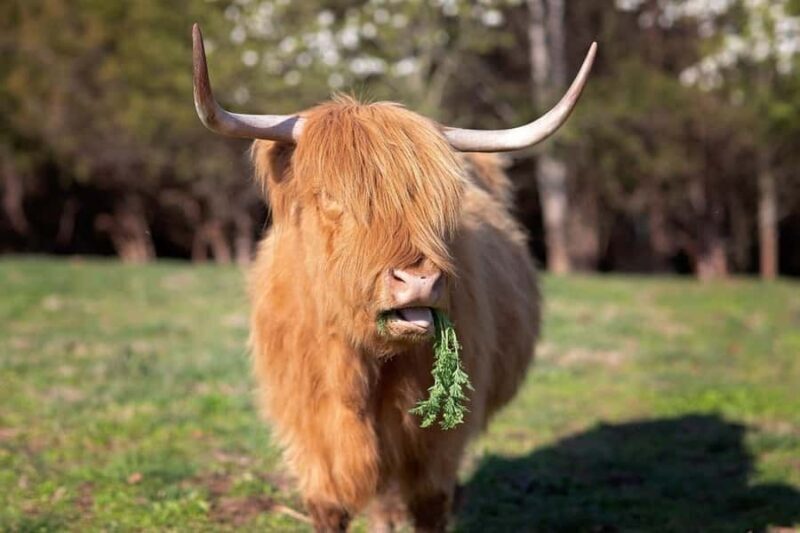Tennessee: Fluffy Highland Cow Experience + Gelato & Coffee - The Sum Up