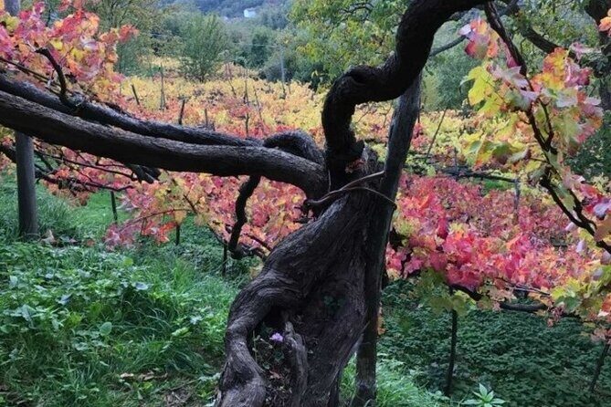Tenuta San Francesco Wine Tasting - An In-Depth Look at the Itinerary