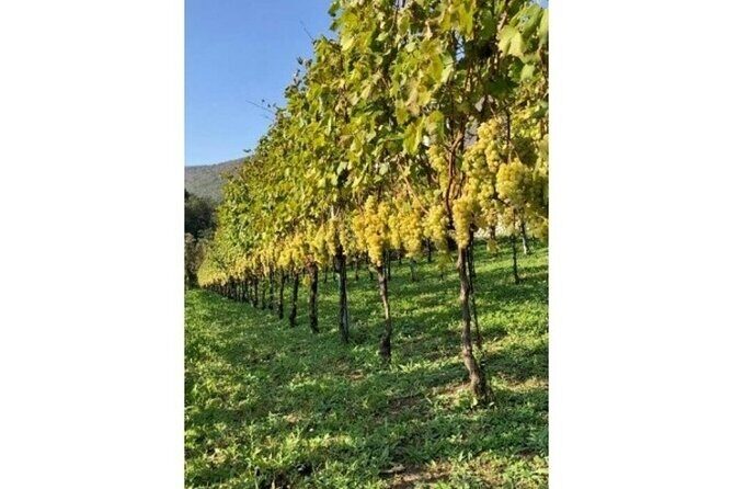 Tenuta San Francesco Wine Tasting - What Reviewers Say