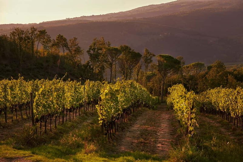 Tenuta San Vito: Organic Wine Tasting with Tuscan Cold Cuts - A Warm Welcome into Tuscany’s Organic World