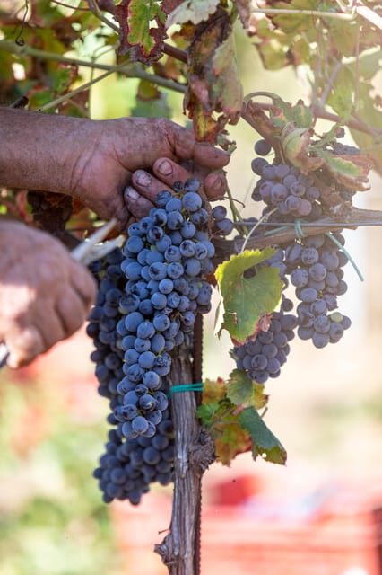 Tenuta Valle delle Ferle: Wine & food tasting in Caltagirone - Key Points