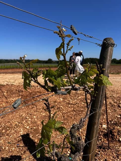 Tenute Girolamo: Wine & Bike Tour in the Itria Valley - Who Will Love This Tour?