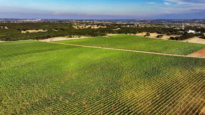 Tenute Girolamo: Winery Tour and VIP Tasting in Itria Valley - Summing It Up: A Well-Rounded Dive into Apulian Wine