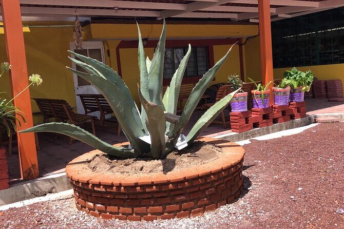 Teotihuacan y Basilica de Guadalupe Private Tour - Comfort and Convenience