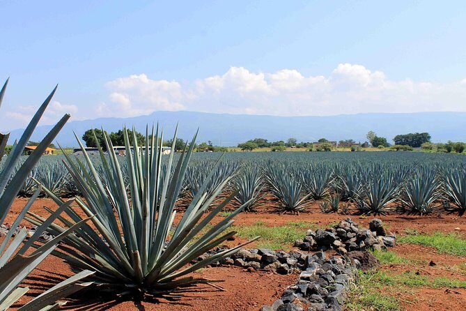 Tequila distillery experience, Jose Cuervo & Tequila Magic Town - Key Points