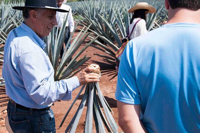 Tequila distillery experience, Jose Cuervo & Tequila Magic Town - Are There Any Drawbacks?