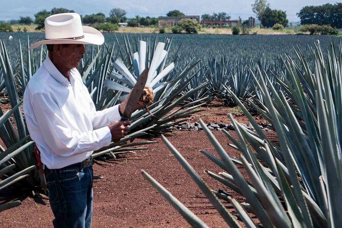 Tequila distillery experience, Jose Cuervo & Tequila Magic Town - Final Thoughts
