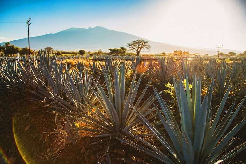 Tequila, Jalisco, and Toriles from Puerto Vallarta - Key Points