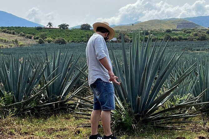 Tequila Jalisco Full Day Tour from Puerto Vallarta - The Itinerary: What You Can Expect