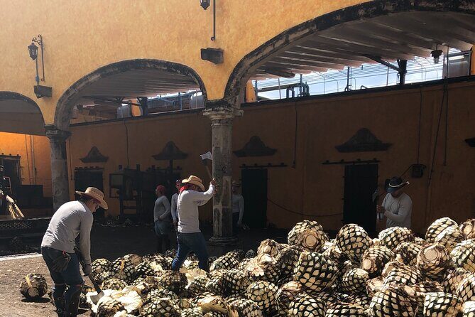 Tequila Jalisco Full Day Tour from Puerto Vallarta - The Sum Up: Is This Tour Worth Your Time?