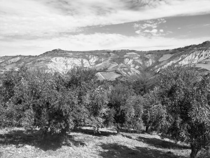 Teramo: Private Oil Mill Tour and Guided Tasting - What’s Included, and What’s Not