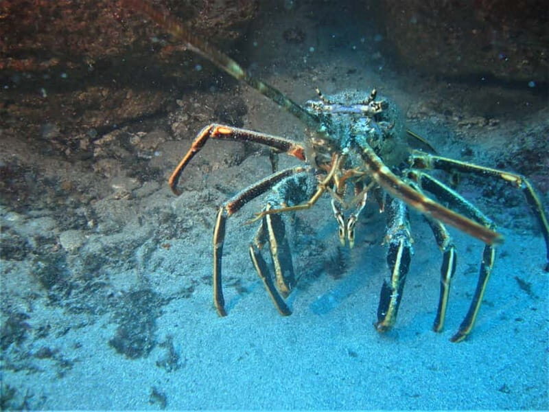 Terceira Azores: Scuba-Double dive Trip(certified Divers) - Key Points