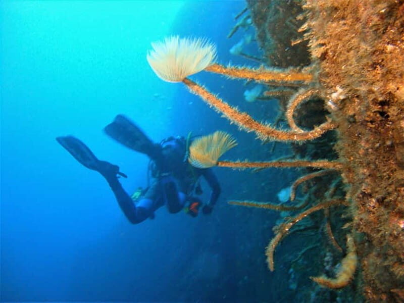 Terceira Azores: Scuba-Double dive Trip(certified Divers) - Who Is This Tour Best For?