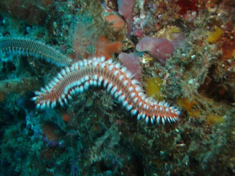 Terceira Azores: Scuba-Double dive Trip(certified Divers) - FAQ