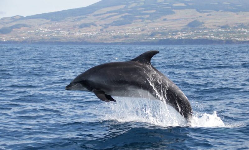 Terceira: Half-Day Dolphin and Whale Watching Tour - What to Expect on the Tour