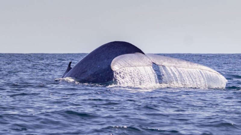 Terceira: Half-Day Dolphin and Whale Watching Tour - Breakdown of the Experience