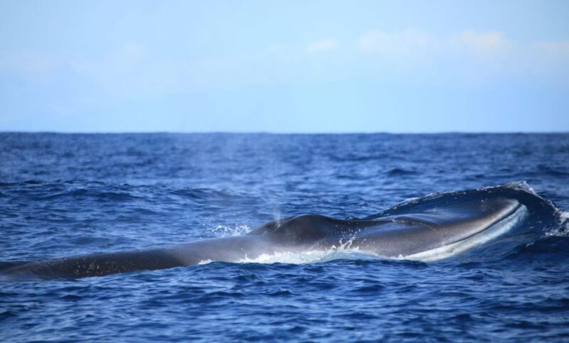 Terceira: Half-Day Dolphin and Whale Watching Tour - The Sum Up