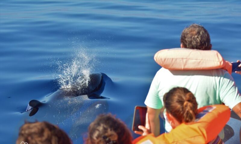 Terceira: Half-Day Dolphin and Whale Watching Tour - FAQ