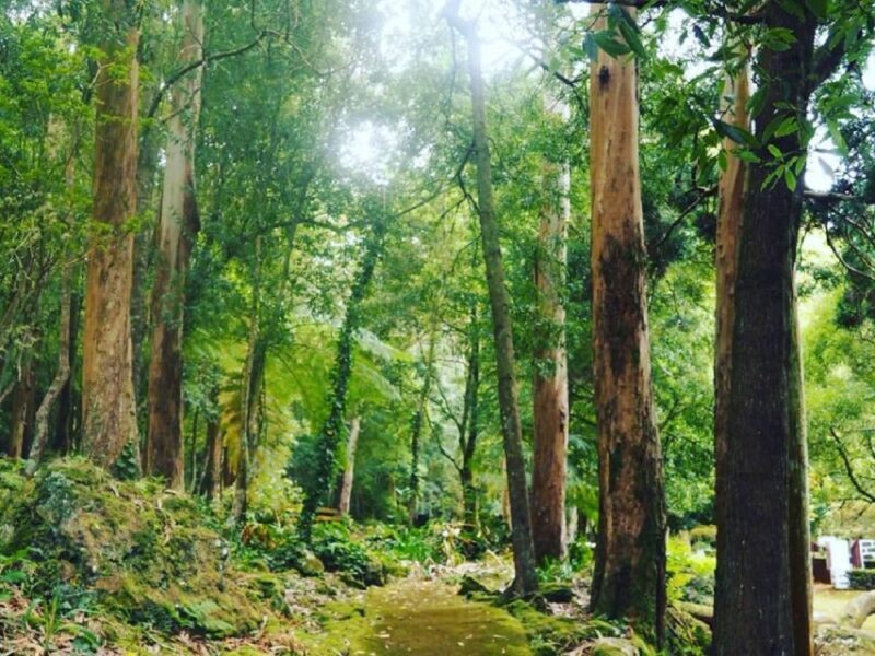 Terceira Island : Half-Day Van Tour on the West Coast - The Sum Up: Who Will Love This Tour?