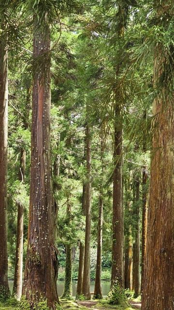 Terceira Island : Half-Day Van Tour to the Caves - Authentic Experiences and Genuine Value