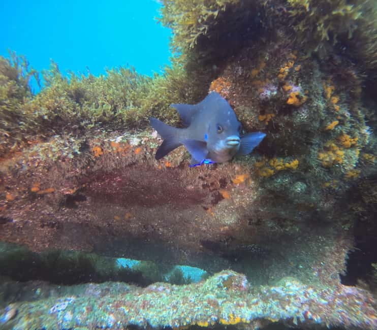 Terceira Island: Snorkeling Adventure - What Makes This Snorkeling Tour Special?