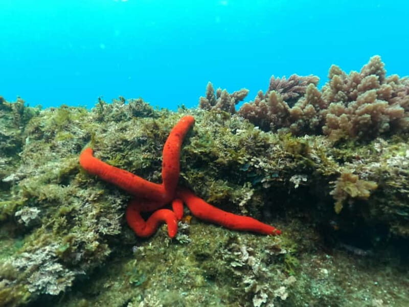 Terceira Island: Snorkeling Adventure - Marine Life and Underwater Scenery
