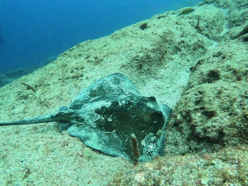 Terceira Island: Snorkeling Adventure - The Value of Guided Snorkeling