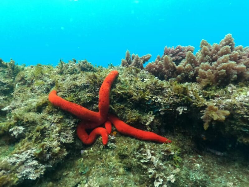 Terceira Island: Snorkeling Adventure - Practical Details and Considerations