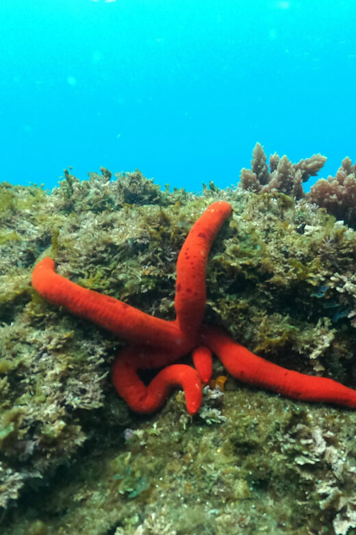 Terceira Island: Snorkeling Adventure - Final Thoughts: Why You’ll Love This Experience