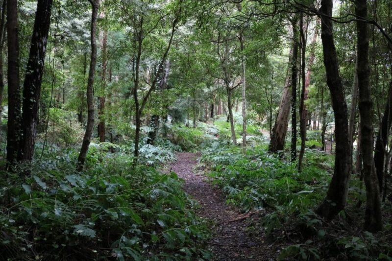 Terceira Island: Walking Trails Hiking Tour - The Variety of Trails and Scenery