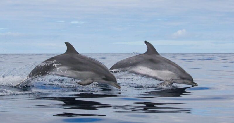 Terceira Island : Whale and Dolphin Watching boat excursion - Why This Whale & Dolphin Watching Tour is Worth Considering