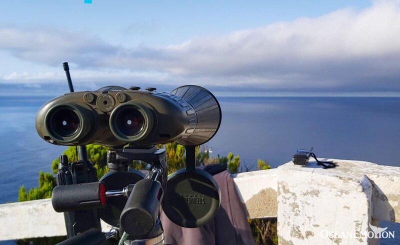Terceira Island : Whale and Dolphin Watching boat excursion - The Importance of Responsible Whale Watching