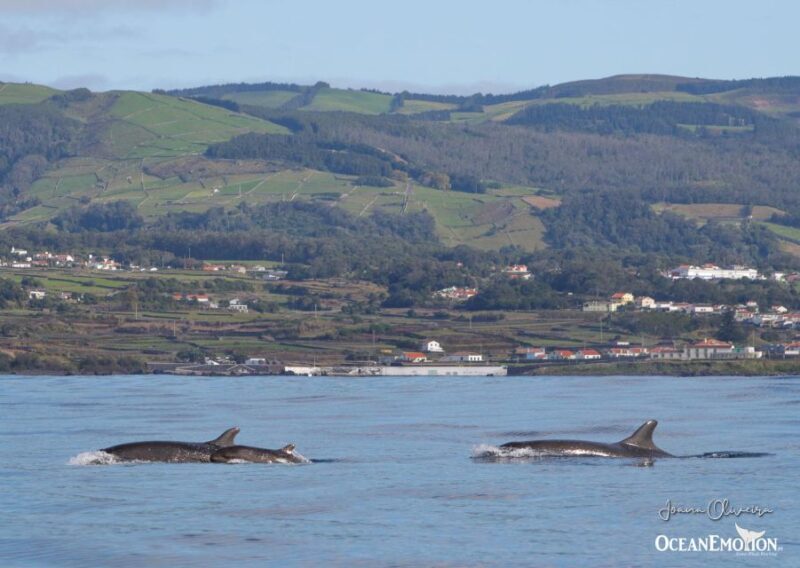 Terceira Island : Whale and Dolphin Watching boat excursion - Meeting Point and Logistics