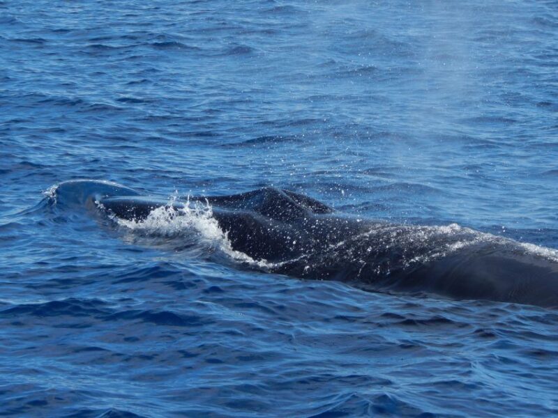 Terceira Island : Whale and Dolphin Watching boat excursion - The Experience From Travelers’ Perspectives