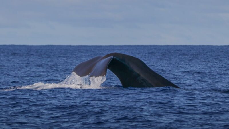 Terceira Island : Whale and Dolphin Watching boat excursion - Who Will Enjoy This Tour?