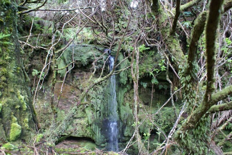 Terceira Island Whale Watching and Jeep Tour - The Sum Up