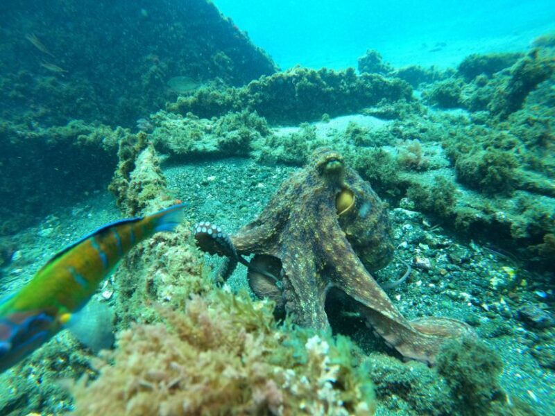 Terceira Island:Try Scuba in a Shipwreck-Archeological park - Final Thoughts