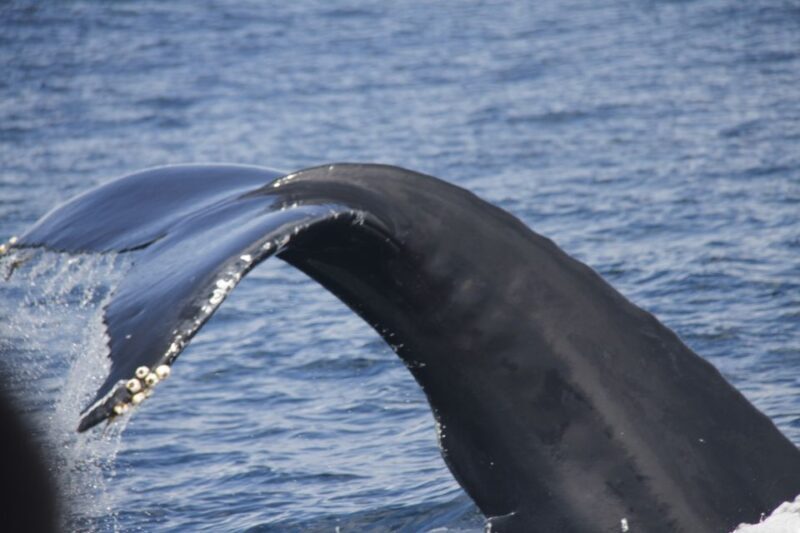 Terceira: Whale and Dolphin Watching in a Zodiac Boat - Key Points