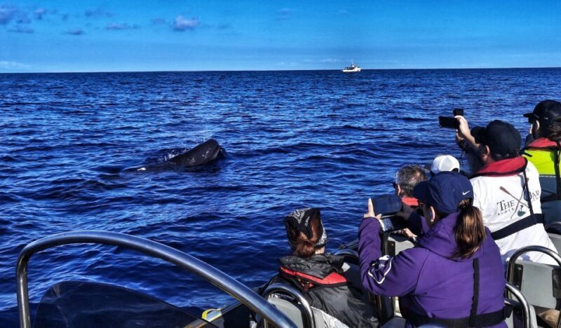 Terceira: Whale and Dolphin Watching in a Zodiac Boat - A Close Look at What You Can Expect on the Tour