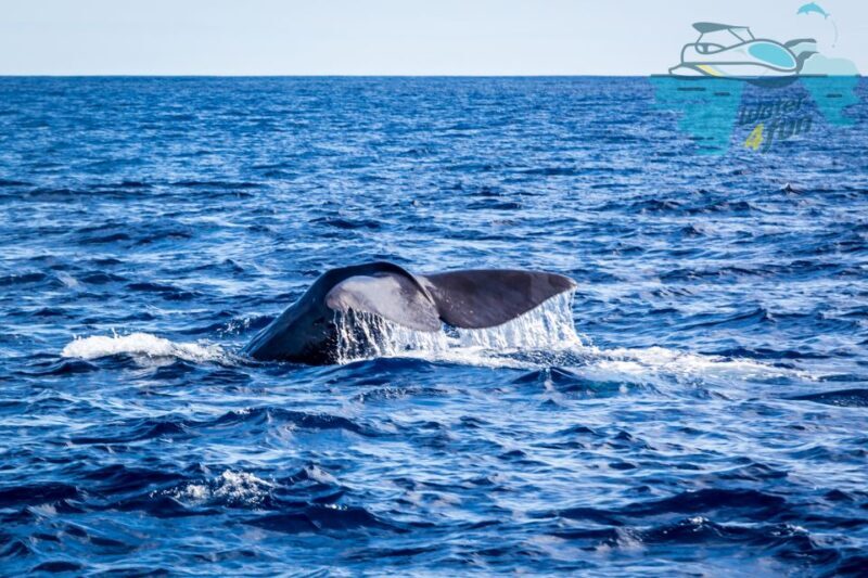 Terceira: Whale and Dolphin Watching in a Zodiac Boat - Detailed Breakdown of the Itinerary