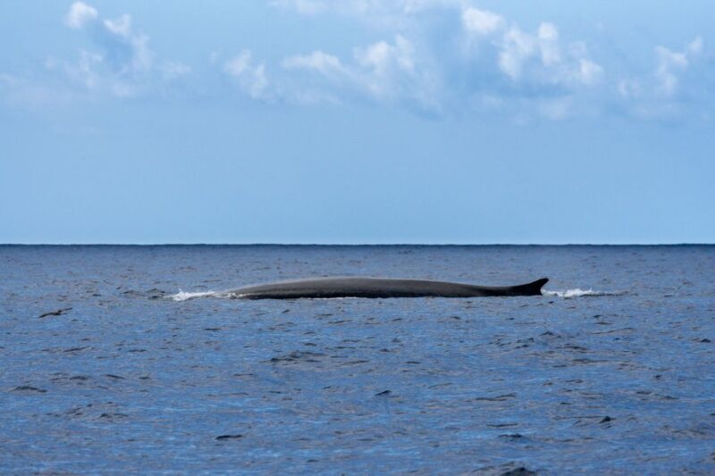 Terceira: Whale and Dolphin Watching in a Zodiac Boat - Authentic Experiences from Travelers