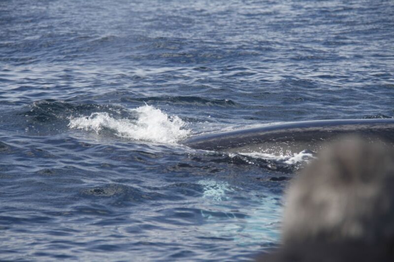 Terceira: Whale and Dolphin Watching in a Zodiac Boat - Who Will Love This Tour?