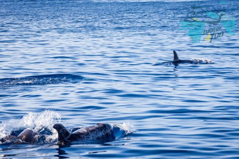 Terceira: Whale and Dolphin Watching in a Zodiac Boat - FAQ