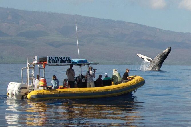TEST Ultimate Whale Watch from Lahaina - Exploring the Ultimate Whale Watch from Lahaina