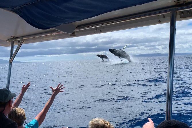 TEST Ultimate Whale Watch from Lahaina - Introduction: Why This Tour Stands Out