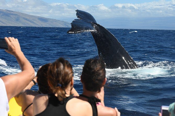 TEST Ultimate Whale Watch from Lahaina - The Itinerary: What’s in Store